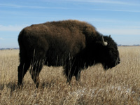 Bison Occidentalis