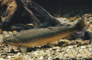Fish - Timpanogos Cave National Monument (U.S. National Park Service)