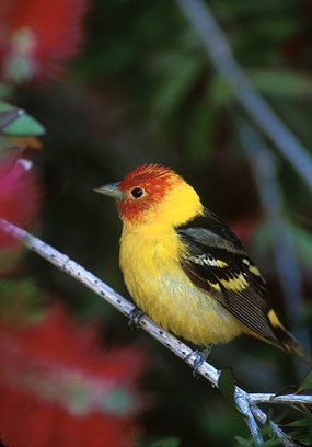 Birds - Timpanogos Cave National Monument (U.S. National Park Service)