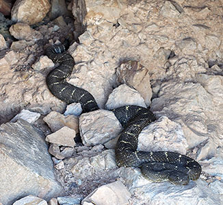 Snakes - Tonto National Monument (U.S. National Park Service)