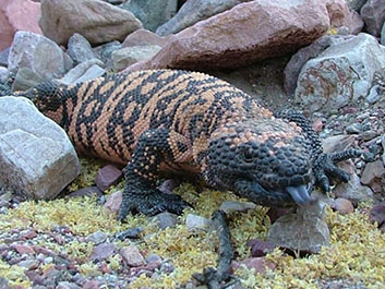 Lizards - Tonto National Monument (U.S. National Park Service)