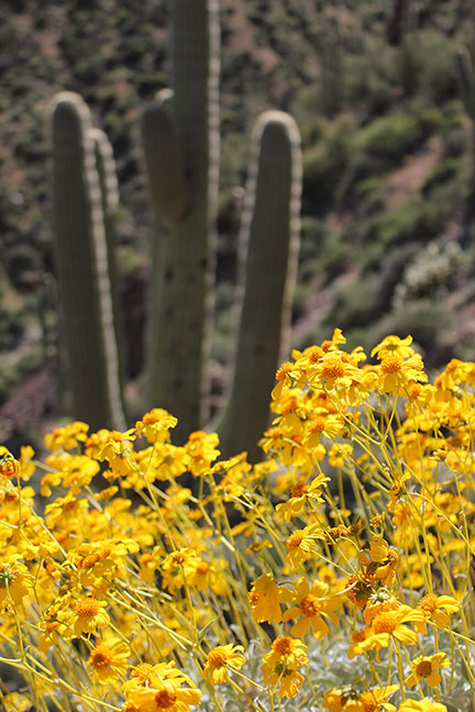 Wildflowers - Tonto National Monument (U.S. National Park Service)