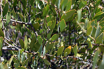Trees and Shrubs - Tonto National Monument (U.S. National Park Service)