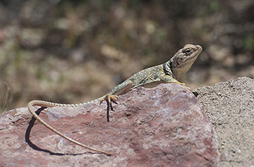 Lizards - Tonto National Monument (U.S. National Park Service)