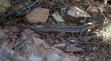 Lizards - Tonto National Monument (U.S. National Park Service)