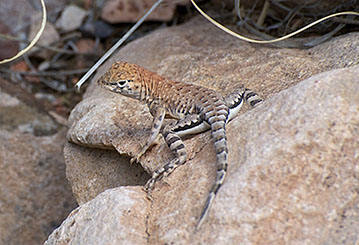Lizards - Tonto National Monument (U.S. National Park Service)
