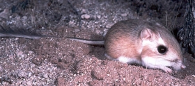 Rodents - Tonto National Monument (U.S. National Park Service)