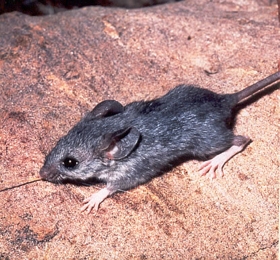 Sonoran Desert Mouse