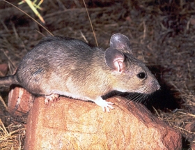 Rodents - Tonto National Monument (U.S. National Park Service)