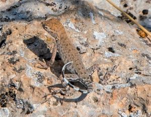 Lizards - Tuzigoot National Monument (U.S. National Park Service)
