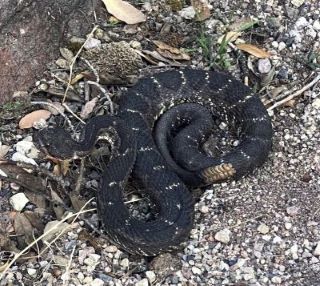Snakes - Tuzigoot National Monument (U.S. National Park Service)