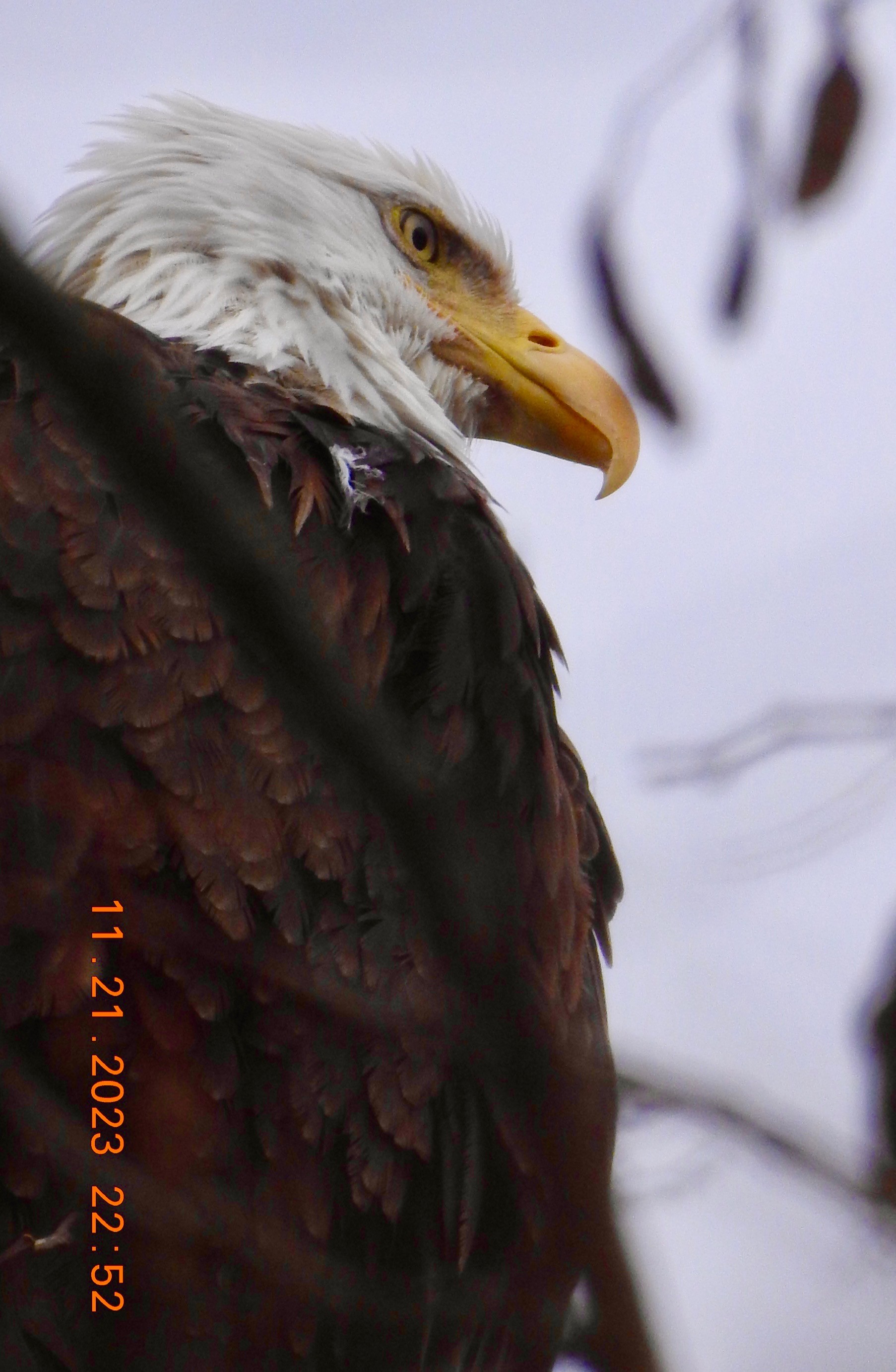 What Color Is A Bald Eagle Egg Supposed To Be - Infoupdate.org