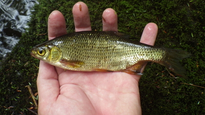 Nongame Fish Species - Upper Delaware Scenic & Recreational River (U.S ...