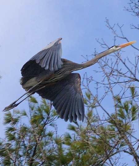 Wading Birds, Shorebirds, and Gulls - Upper Delaware Scenic ...