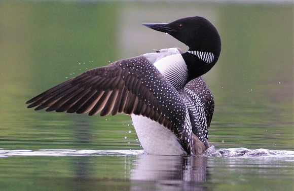 Common Loon Flying