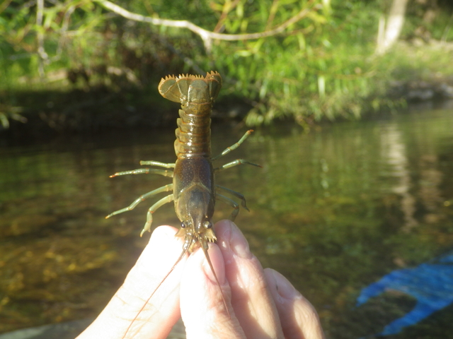 Common Nonnative Aquatic Species - Upper Delaware Scenic & Recreational ...