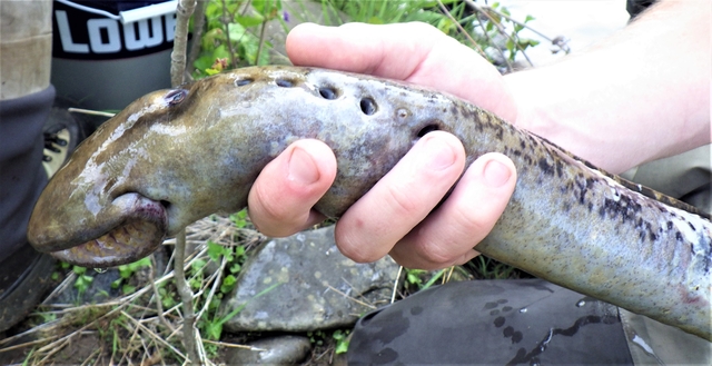 Migratory Fish Species - Upper Delaware Scenic & Recreational River (U ...