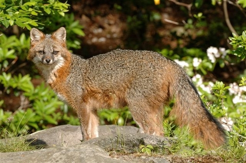 Delaware State Animal Grey Fox
