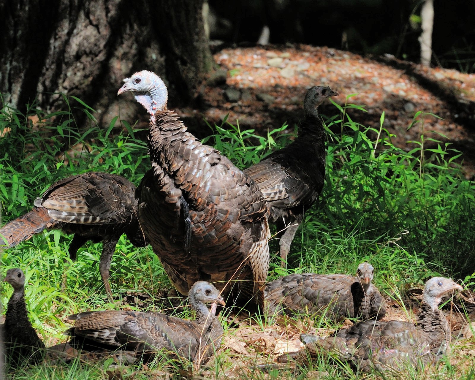 Other Bird Species - Upper Delaware Scenic & Recreational River (U.S ...