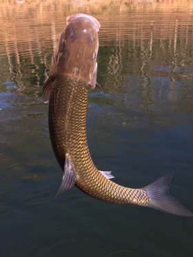 Nongame Fish Species - Upper Delaware Scenic & Recreational River (U.S ...