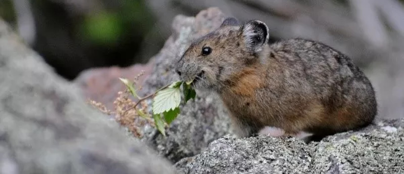 American Pika - Valles Caldera National Preserve (U.S. National Park ...