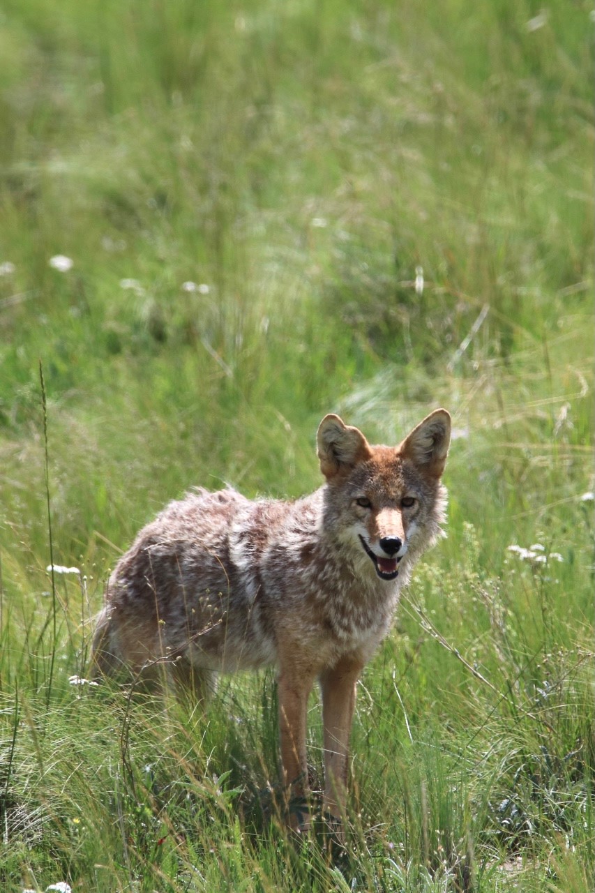 Animals - Valles Caldera National Preserve (U.S. National Park Service)