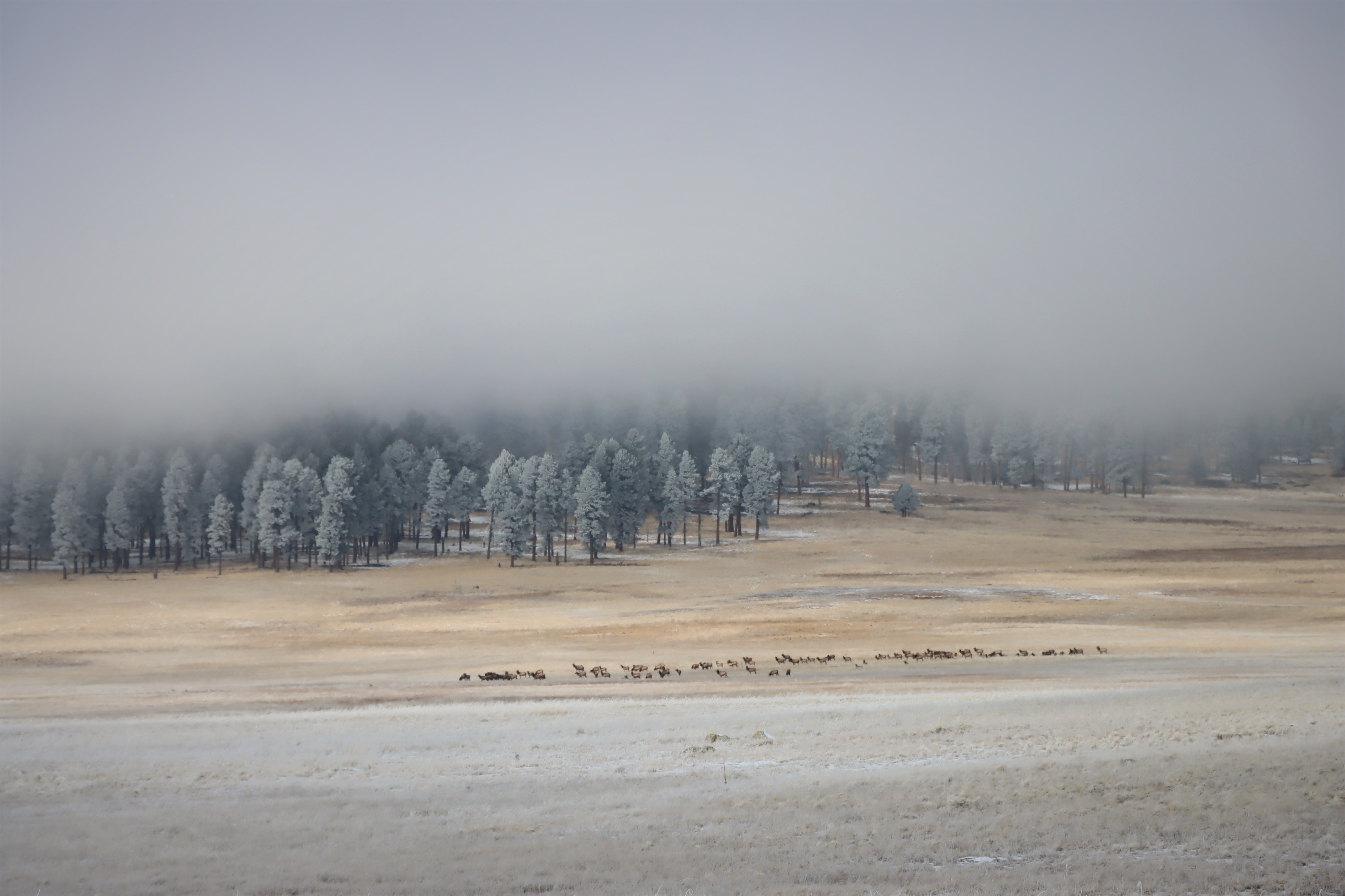 Photos & Multimedia - Valles Caldera National Preserve (U.S. National ...