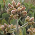 Plants - Pearl Harbor National Memorial (U.S. National Park Service)