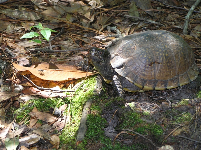 Educator's Guide: Science - Vicksburg National Military Park (U.S ...