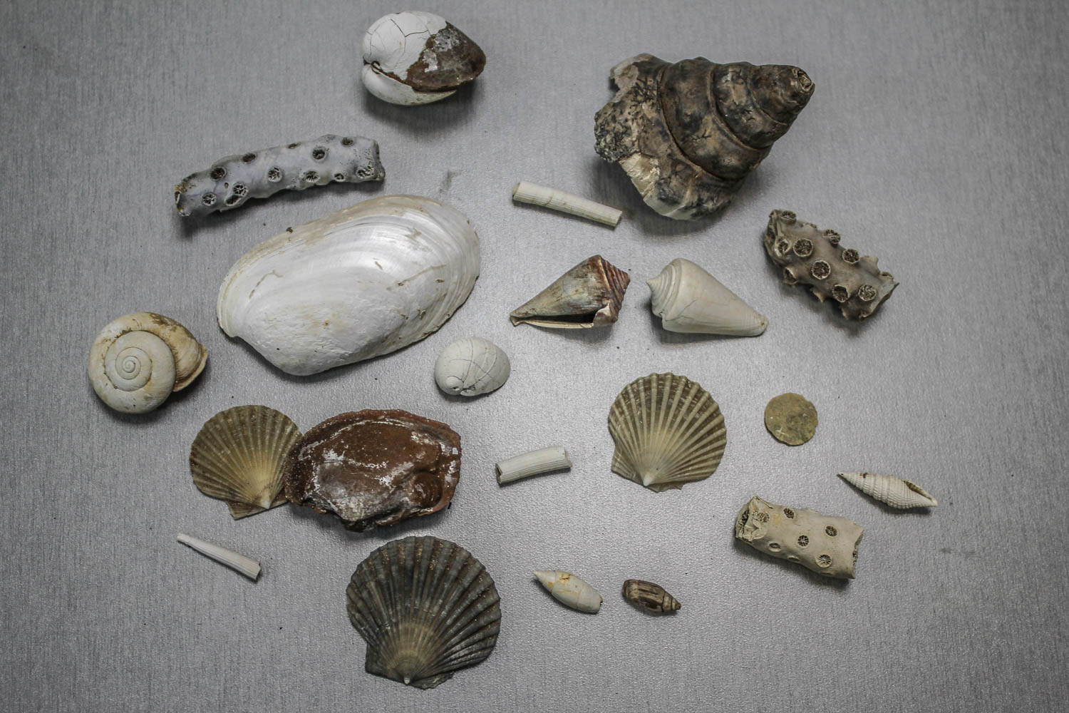 Fossils - Vicksburg National Military Park (U.S. National Park Service)