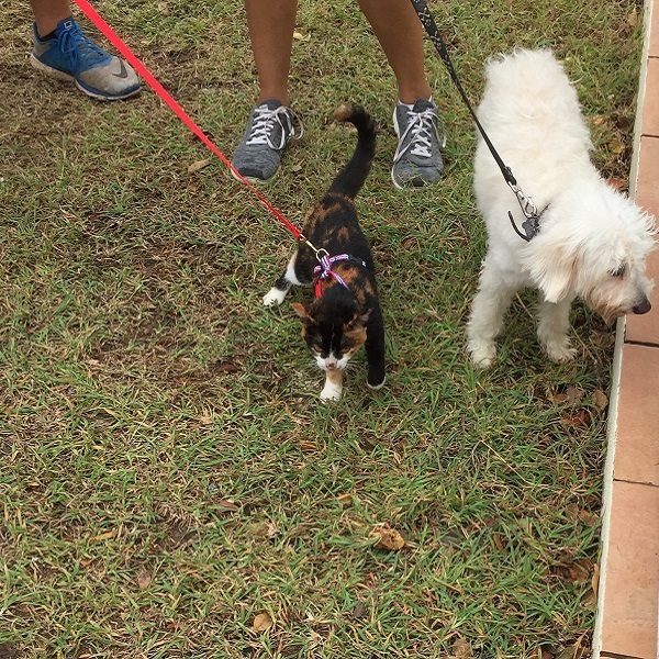 VIIS Hurricane Recovery - Virgin Islands National Park (U.S. National ...
