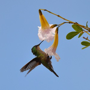 Forest Birds of the Virgin Islands - Virgin Islands National Park (U.S ...