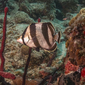 Virgin Islands Angelfish and Butterflyfish - Virgin Islands National ...