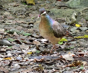 Forest Birds of the Virgin Islands - Virgin Islands National Park (U.S ...