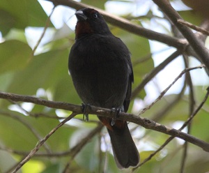 Forest Birds of the Virgin Islands - Virgin Islands National Park (U.S ...