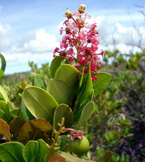vi-flowering - Virgin Islands National Park (U.S. National Park Service)