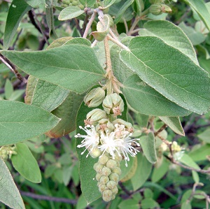 Virgin Islands Native Plants - Virgin Islands National Park (U.S ...