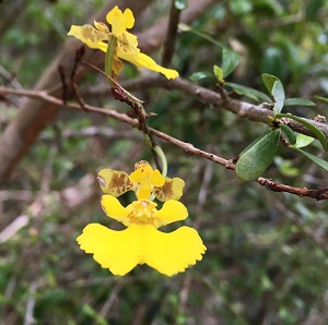 vi-flowering - Virgin Islands National Park (U.S. National Park Service)