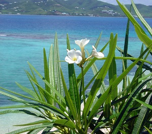 Us Virgin Islands State Flower | Best Flower Site