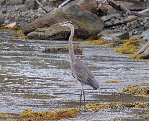Shorebirds of the Virgin Island - Virgin Islands National Park (U.S ...