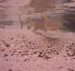 Virgin Islands Sharks & Rays - Virgin Islands National Park (U.S ...