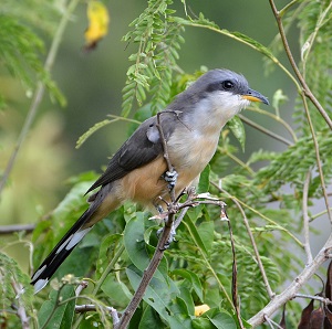 Forest Birds of the Virgin Islands - Virgin Islands National Park (U.S ...