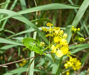 vi-flowering - Virgin Islands National Park (U.S. National Park Service)