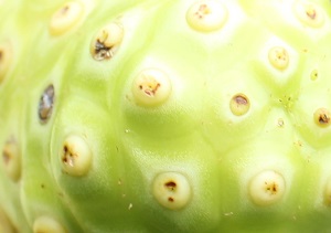 Edible Plants & Fruit - Virgin Islands National Park (U.S. National ...