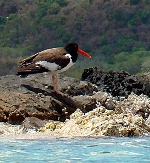 Shorebirds of the Virgin Island - Virgin Islands National Park (U.S ...