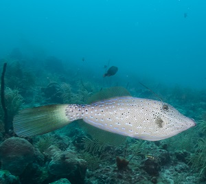 Odd Shaped Swimmers - Virgin Islands National Park (U.S. National Park ...