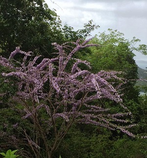 vi-flowering - Virgin Islands National Park (U.S. National Park Service)