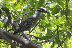 Shorebirds of the Virgin Island - Virgin Islands National Park (U.S ...