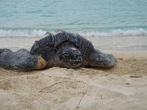Turtles of the Virgin Islands - Virgin Islands National Park (U.S ...