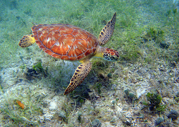 Photo Gallery - Virgin Islands National Park (U.S. National Park Service)